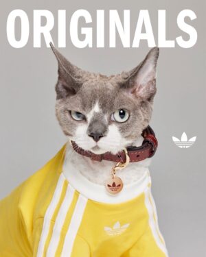 adidas Originals Pet Collection