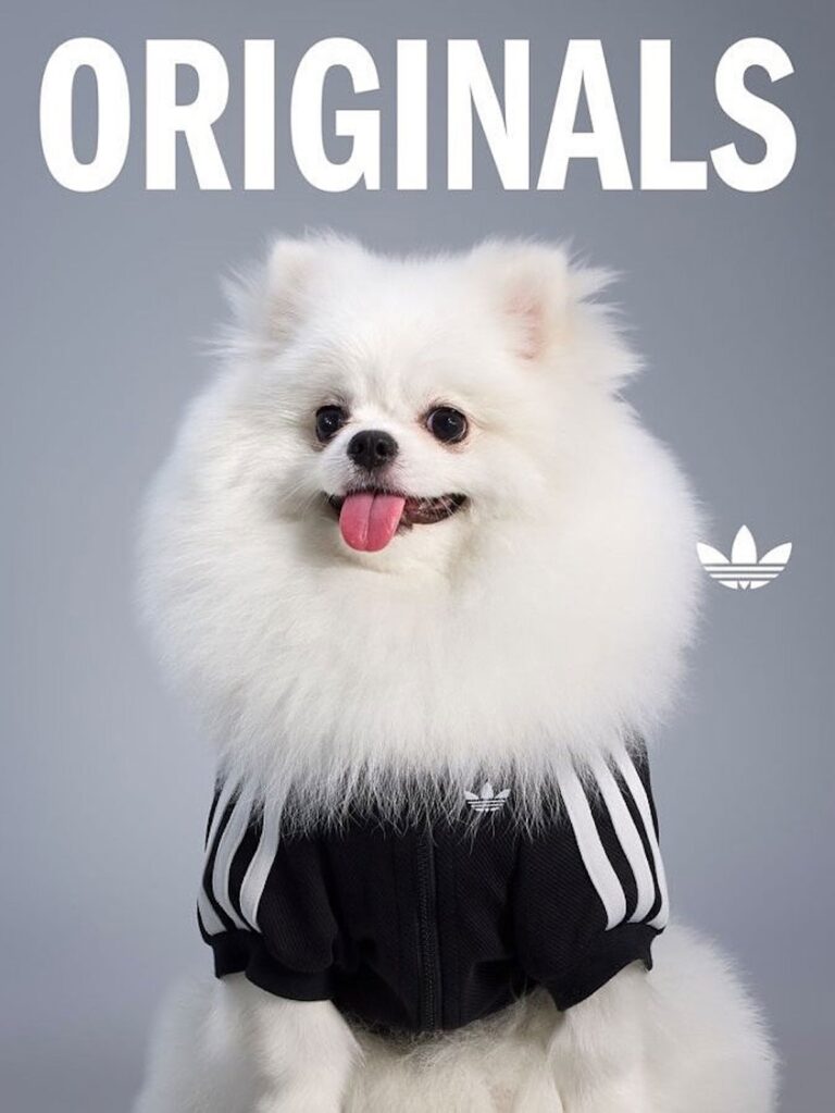 adidas Originals Pet Clothes 2025