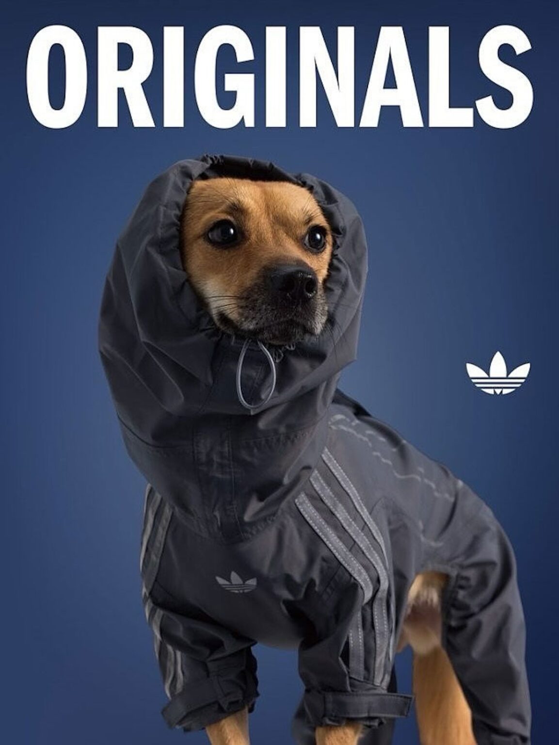 adidas Originals Pet Clothes 2025